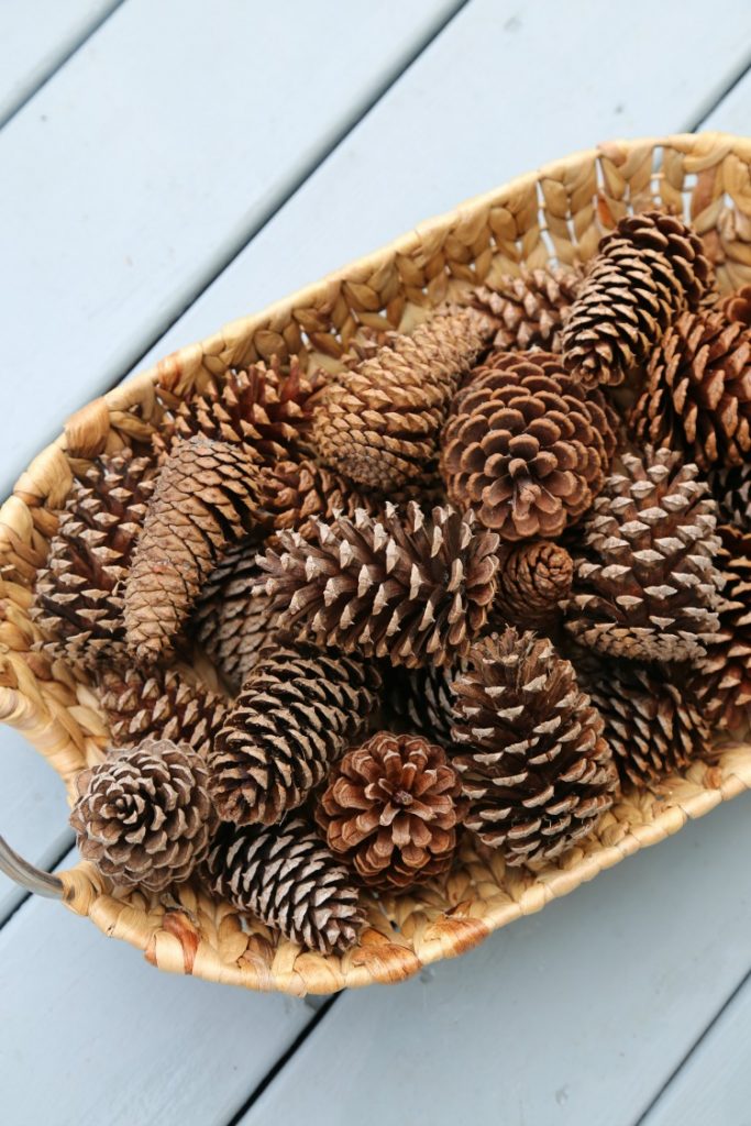 How to Make Beautifully Bleached Pinecones - Sand and Sisal
