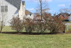 How and When to Prune Knock Out Roses - Sand and Sisal