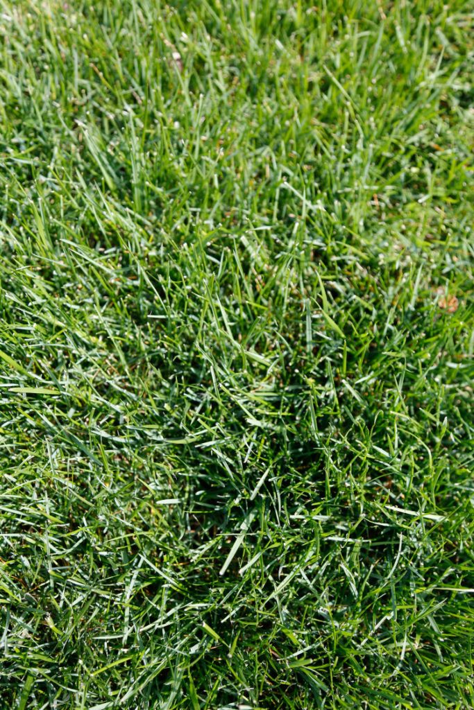 6 Tips for Growing a Lush Spring Lawn - Sand and Sisal