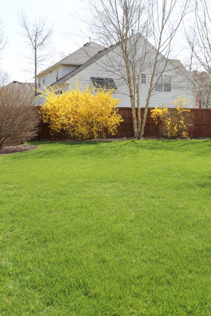 6 Tips for Growing a Lush Spring Lawn - Sand and Sisal
