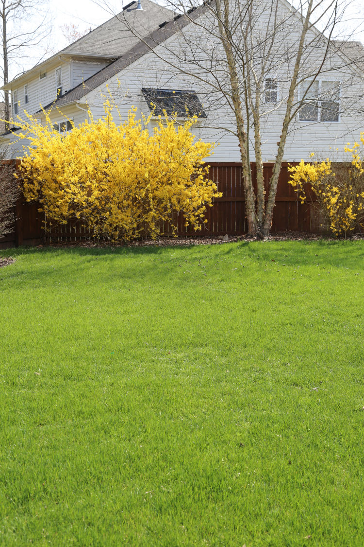 6 Tips for Growing a Lush Spring Lawn - Sand and Sisal