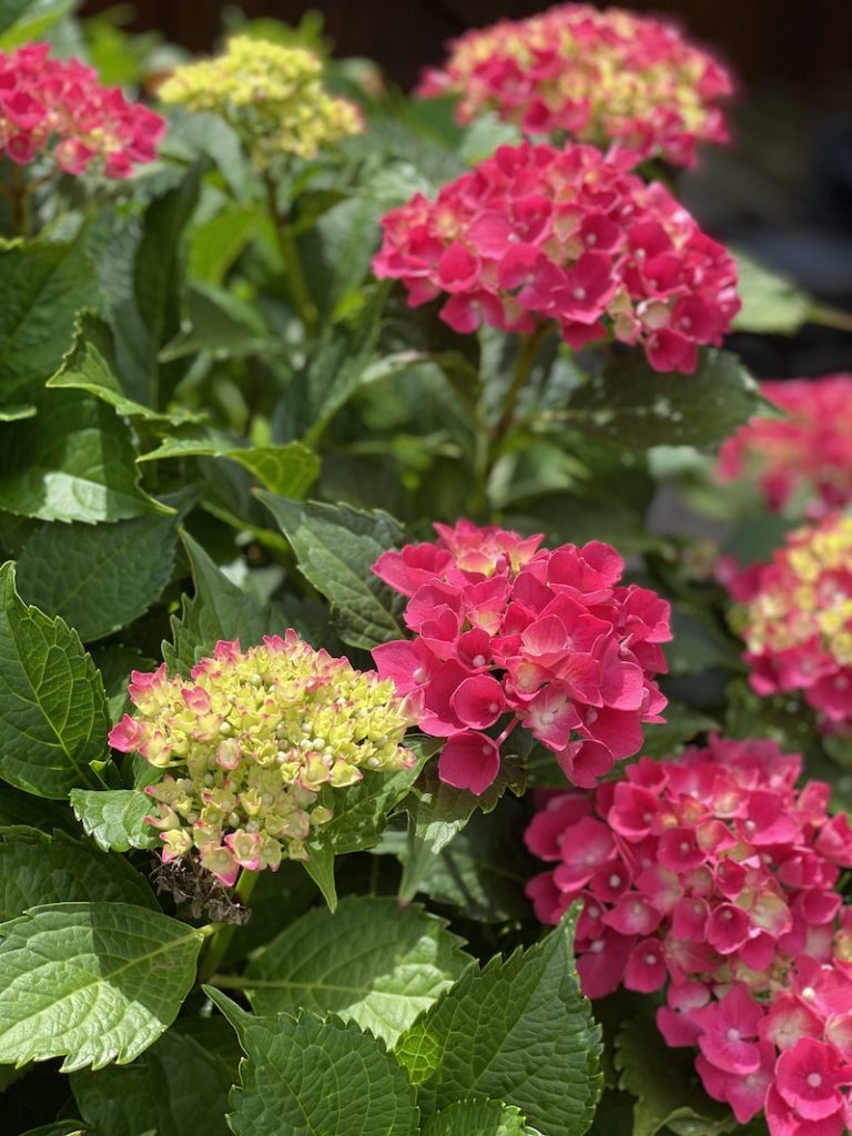Welcome to My Hydrangea Garden Tour | Sand and Sisal